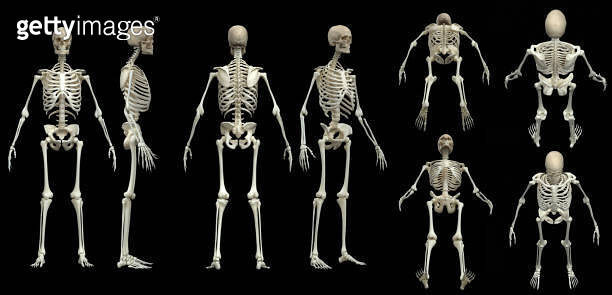 Front side back top and bottom view of human skeleton isolated 3d ...