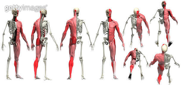 Half muscle half skeleton multiple view of male body anatomy 3d render ...