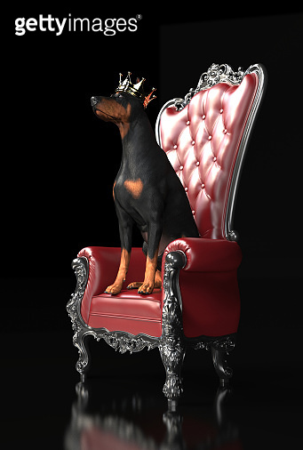 Confident and powerfull king of dogs doberman sitting in his throne ...