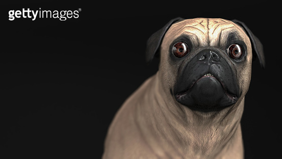 Surprised pug dog with shocked eyes looking in curiosity 3d ...