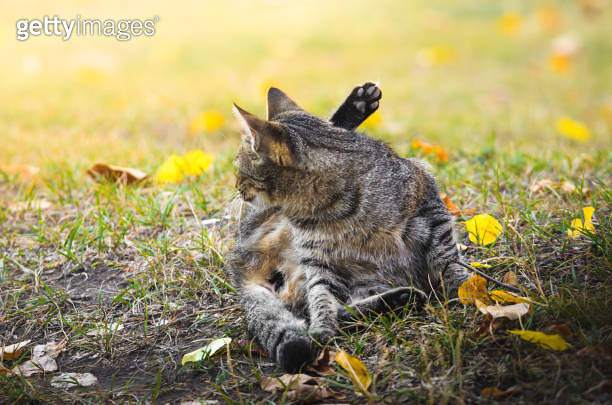 Portrait of cat on a saturated bright autumn background 이미지 (1179408496 ...