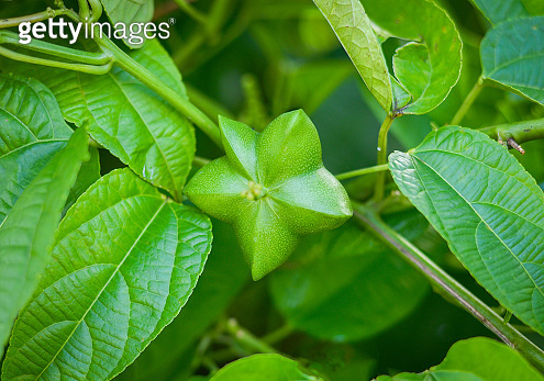 Sacha inchi palnt / Green fresh sacha Inchi seed or inca peanut growing ...