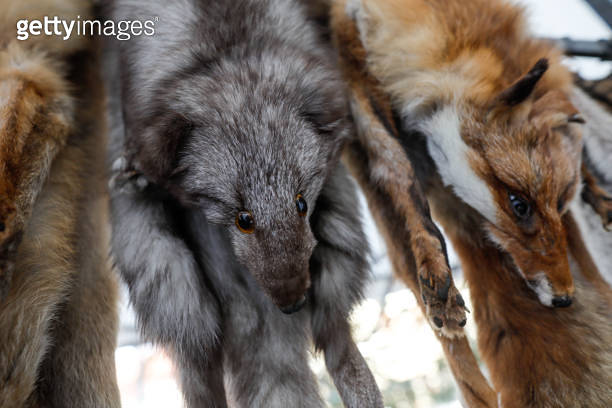 Skinned fox furs with artificial eyes on exhibition at a peasants fair ...