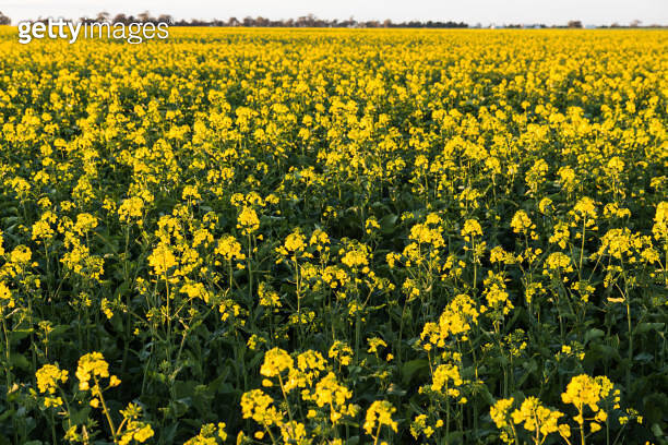 Australian Canola Oil Fields. Farming Agricultural Landscape in Rural ...