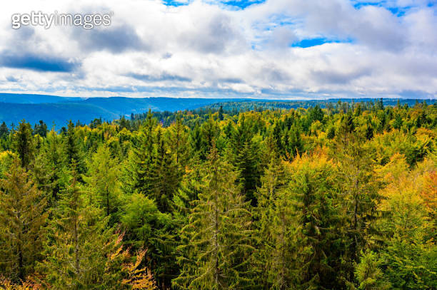 Black Forest at Bald Wildbad - beautiful colors of trees in forest in ...