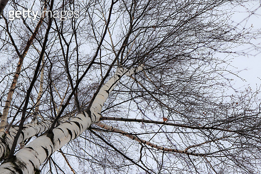 Birch tree crown of the trunk rushes up. Birch branches with fallen ...