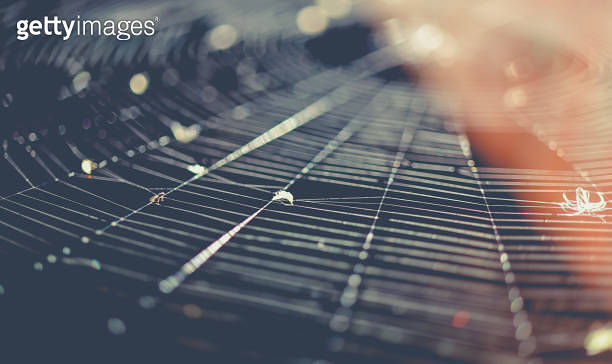 Insect danger trap texture. Spider web macro background. 이미지 ...