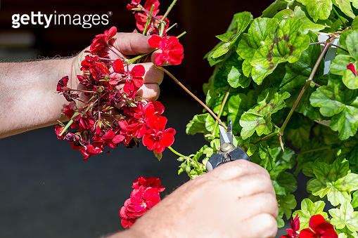 Man trimming dead geranium flowers with scissors. Gardening and ...
