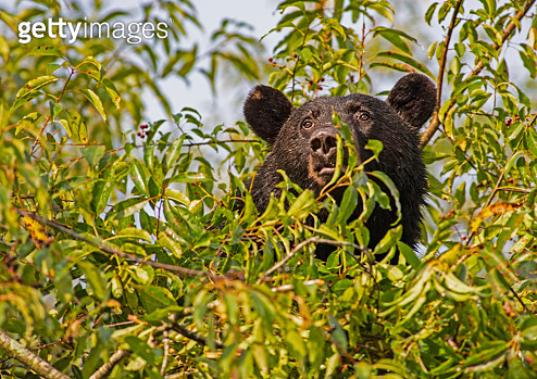 Large Black Bear in a Cherry Tree feeding on berries. 이미지 (1089487418) - 게티이미지뱅크