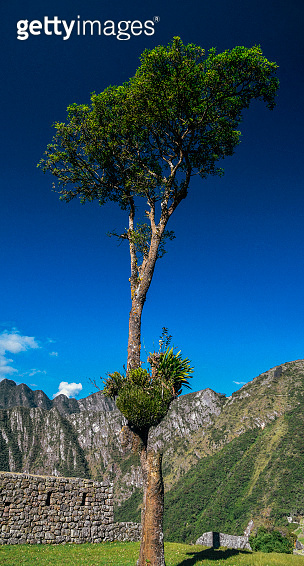 Tree at Machu Picchu UNESCO World Heritage Site in Peru (1170162605 ...