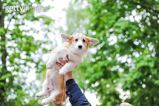 Human hands hold a Corgi puppy dog 이미지 (1160014864) - 게티이미지뱅크
