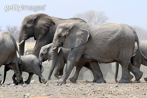 Elephant herd is running - Namibia Africa (1176381214) - 게티이미지뱅크