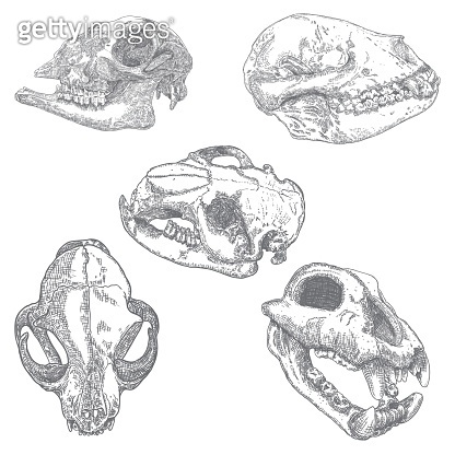 Set of animal skulls, engraving hand drawing heads. Dog, wolf, coyote ...