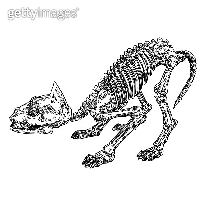 Cat predator skull. Dead animal engraving hand drawing head skull ...
