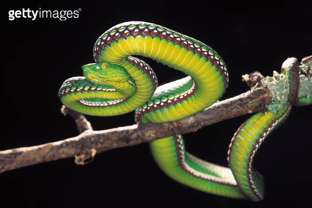 Trimeresurus Medoensis. Medo Pit Viper. Venomous. Rarely available. One ...