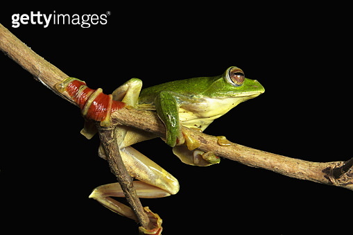 Malabar gliding frog, Rhacophorus malabaricus, Rhacophoridae, Silent ...