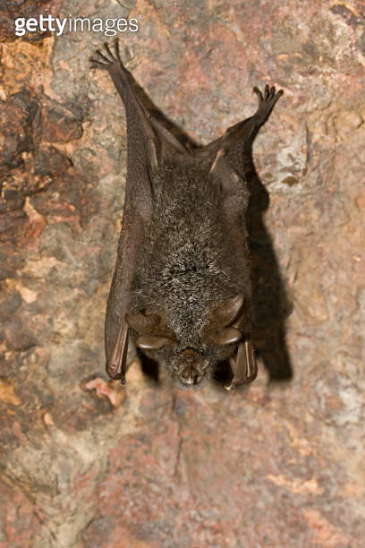 A bat is a mammal in the order Chiroptera. The forelimbs of all bats ...