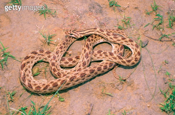 Red Spotted Royal Snake, Spalerosophis aranarius, One of the rare snake ...
