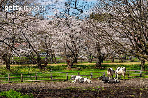 Cow grazing in green field with beauty full bloom sakura flowers in ...