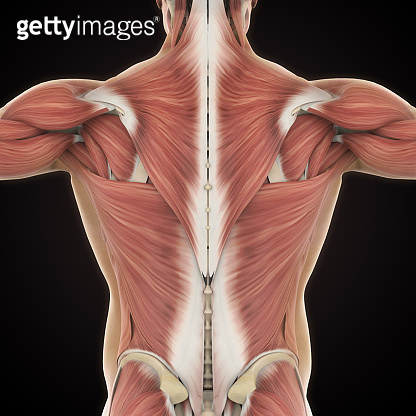 Muscles of the Back Anatomy 이미지 (1125840791) - 게티이미지뱅크