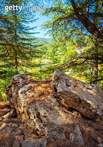 Beautiful landscape of an old cedar trees in the mountains 이미지 ...