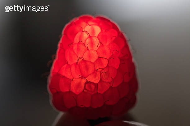 Raspberry backlit from inside close up 이미지 (1164695052) - 게티이미지뱅크