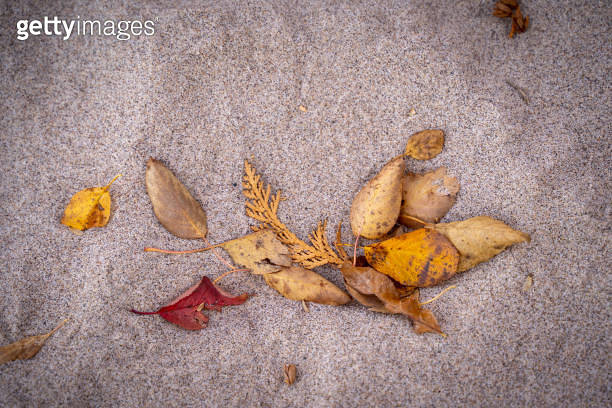 Fall leaves in various colors sitting in the sand beach 이미지 (1182742738 ...