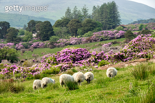Rhododendron growing in the Vee valley in Ireland. (1133958363) - 게티이미지뱅크