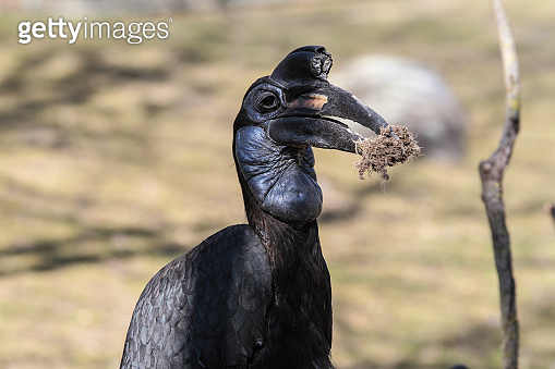 Abyssinian northern Ground Hornbill, Bucorvus abyssinicus strange bird ...