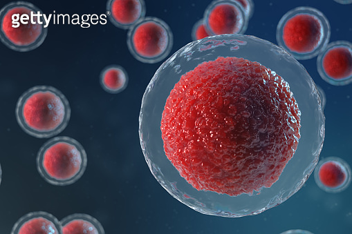 3D illustration egg cells embryo. Embryo cells with red nucleus in ...