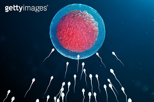 3D illustration sperm and egg cell, ovum. Sperm approaching egg cell ...