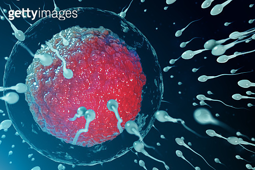3D illustration sperm and egg cell, ovum. Sperm approaching egg cell ...