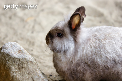Portrait of smoky-grey domestic pygmy rabbit 이미지 (1092677150) - 게티이미지뱅크