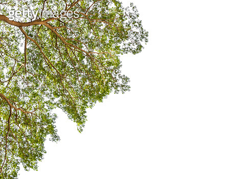 green leaf of big tree branch isolated on white background 이미지 ...