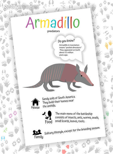 armadillo on white background. educational card for preschoolers ...
