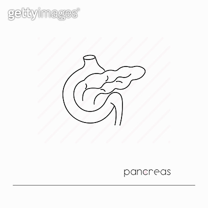 Pancreas icon isolated. Single thin line symbol of pancreas. Human body ...