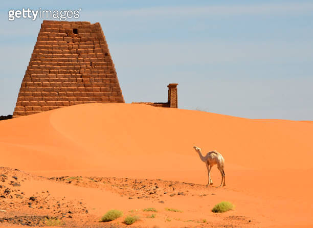 A camel looks at the Meroe pyramids - Nubian tombs in the Sahara desert ...