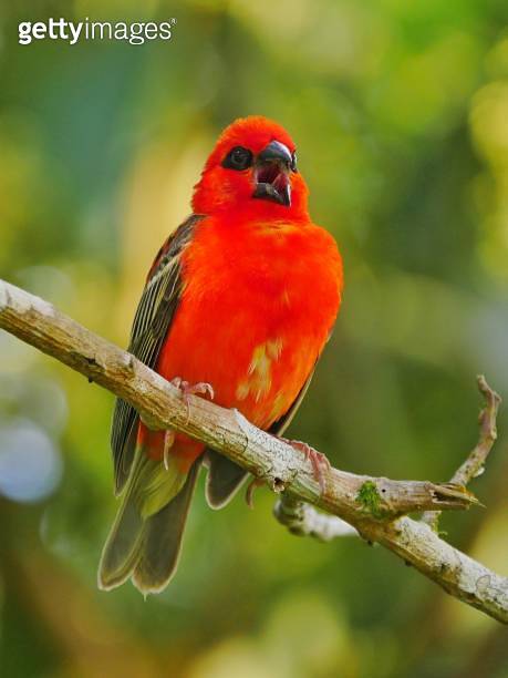 Red Fody bird perching in natural environment 이미지 (1189945928) - 게티이미지뱅크