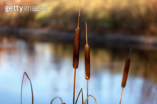 Reeds at the edge of a city park pond (Typha latifolia) Autumn scenery ...
