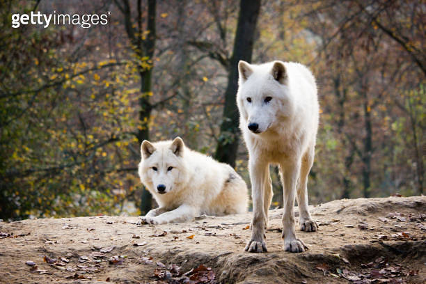 Two white wolves in nature 이미지 (1185093408) - 게티이미지뱅크