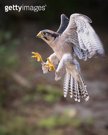Lanner Falcon 이미지 (1179868269) - 게티이미지뱅크