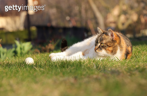 Colored domestic cat relax after plays with ping-pong ball in grass ...