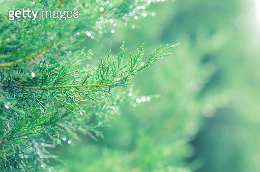 Fresh green leaves of Savin Juniper tree with water drop on the leaves ...