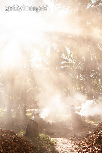 Asian female gardener burning coconut shell charcoal in coconut palm ...
