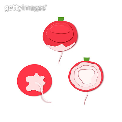 Set of paper cut red radish. Vector paper cut design in the form of ...