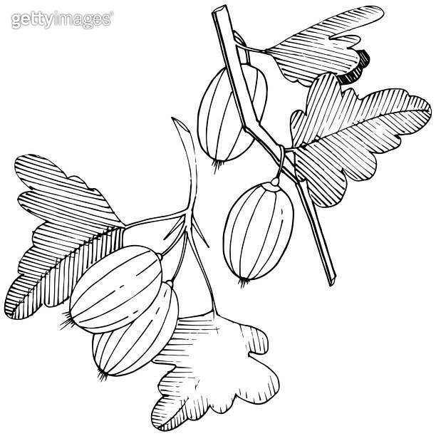 Vector Black and white engraved ink art. Isolated gooseberry ...