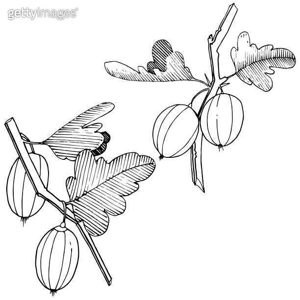 Vector Black and white engraved ink art. Isolated gooseberry ...