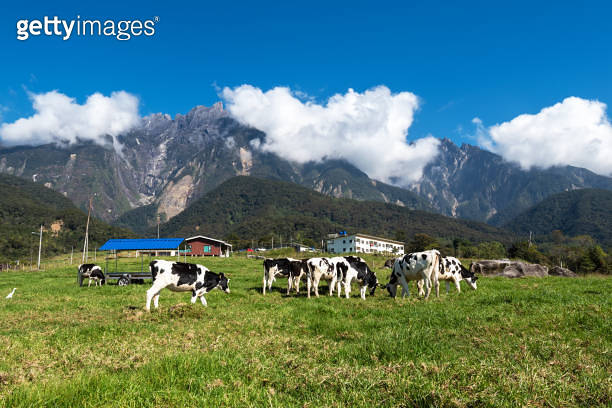 Beautiful Mt Kinabalu Kundasang Sabah Borneo 이미지 (1187795554) - 게티이미지뱅크