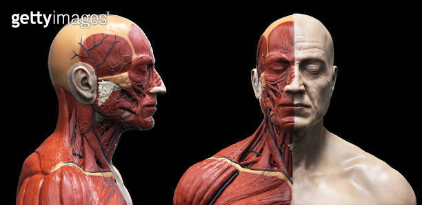 Human body anatomy of a man - muscles structure of a male, front view ...
