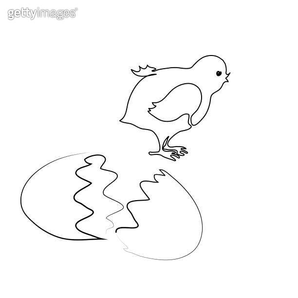 Vector outline drawing of a chicken hatched from an egg. 2 halves of ...